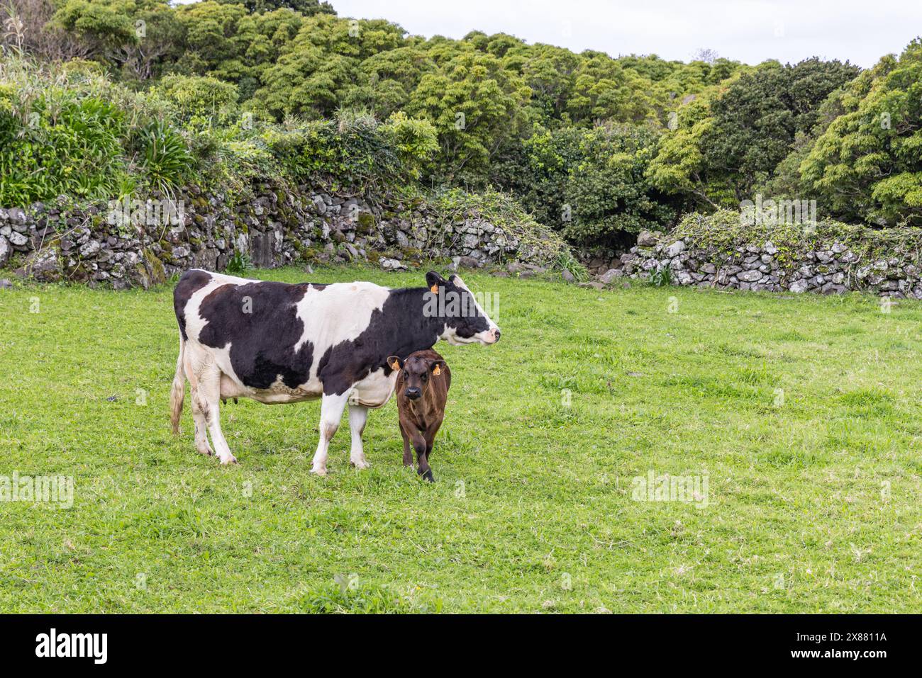 Aldeia da Cuada, Flores, Azores, Portugal. A cow and calf in a field on ...