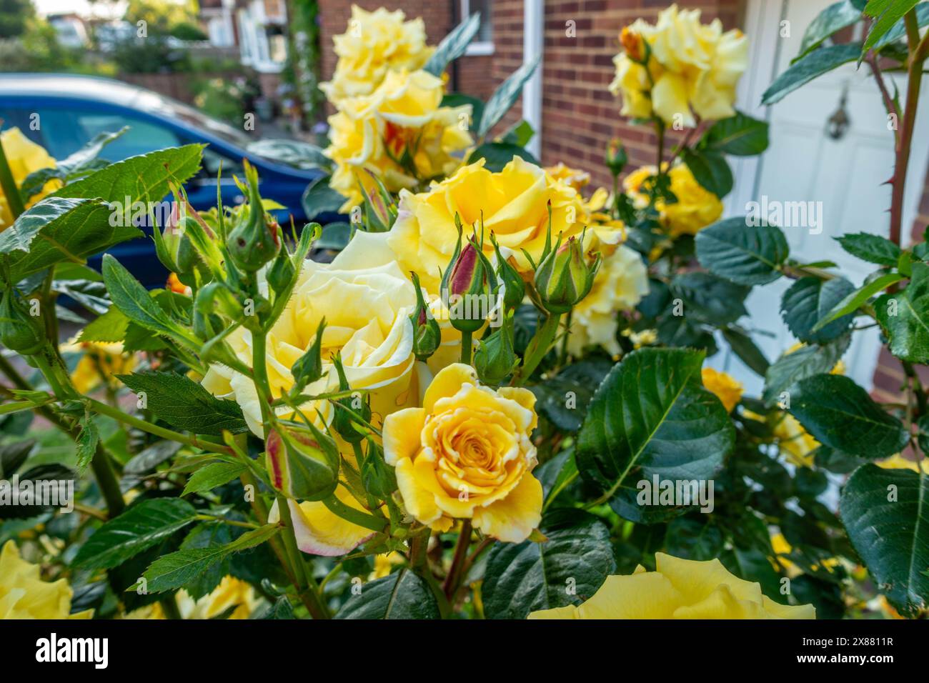 A yellow rose blooms in the front garden of a house in Readiing, UK ...