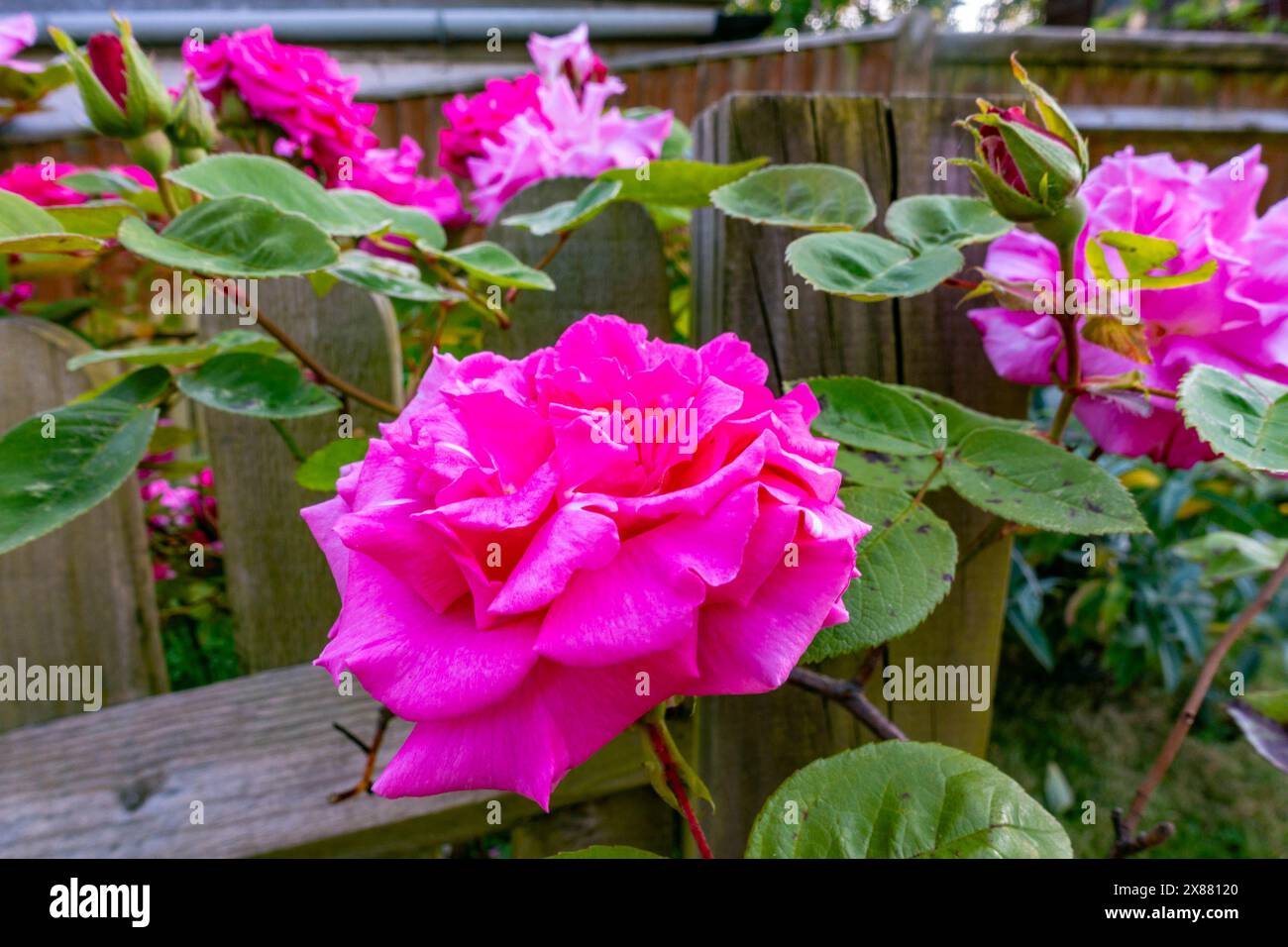Close up view of Zepherine Drohin, a fragrant, thornless climbing rose ...