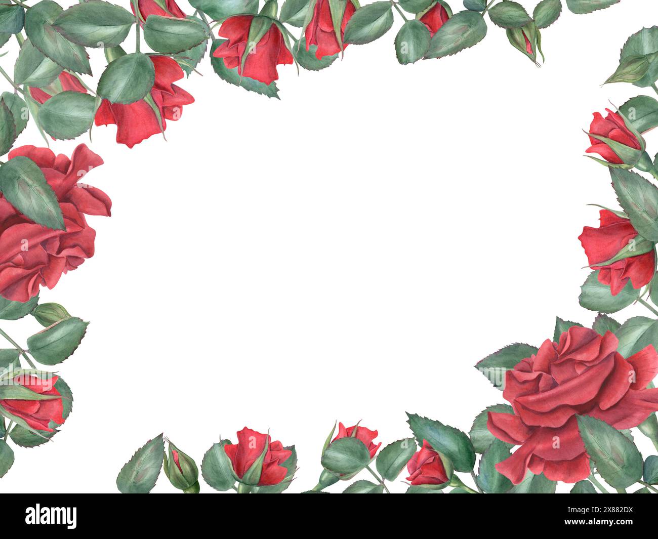 Vibrant red roses. Scarlet flowers with green leaves. Intertwining rose ...