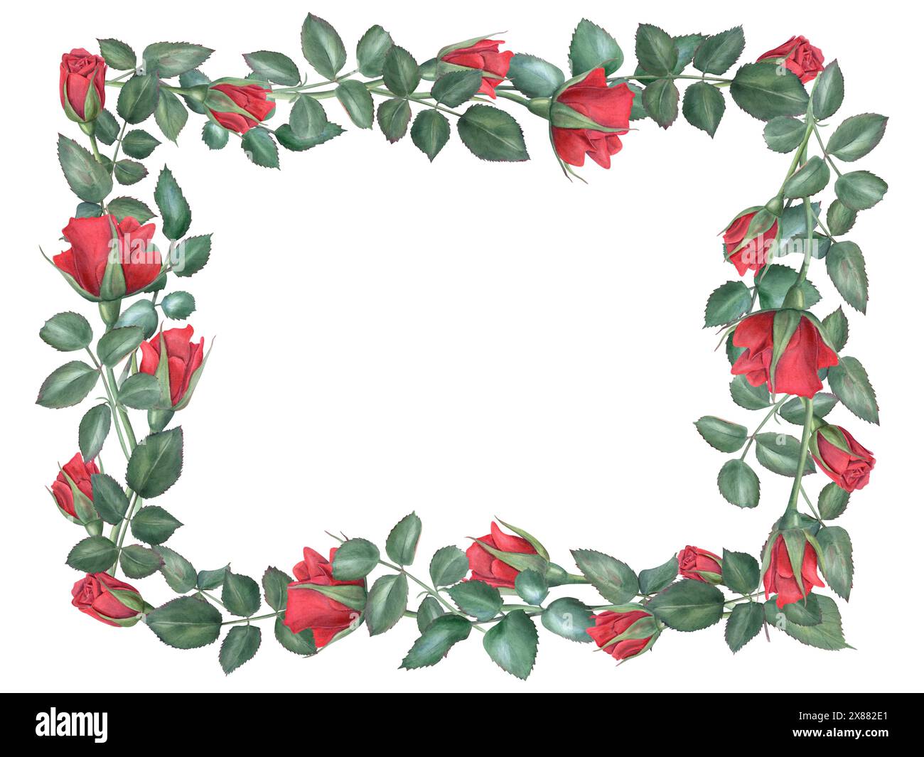 Red roses. Ruby flowers and green leaves. Horizontal floral frame ...