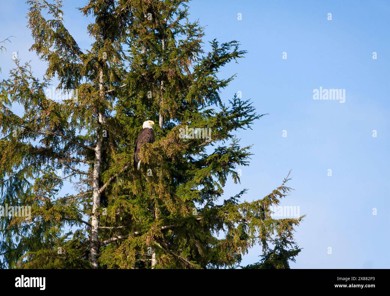 An adult Bald Eagle (Haliaeetus leucocephalus) perched high in an ...