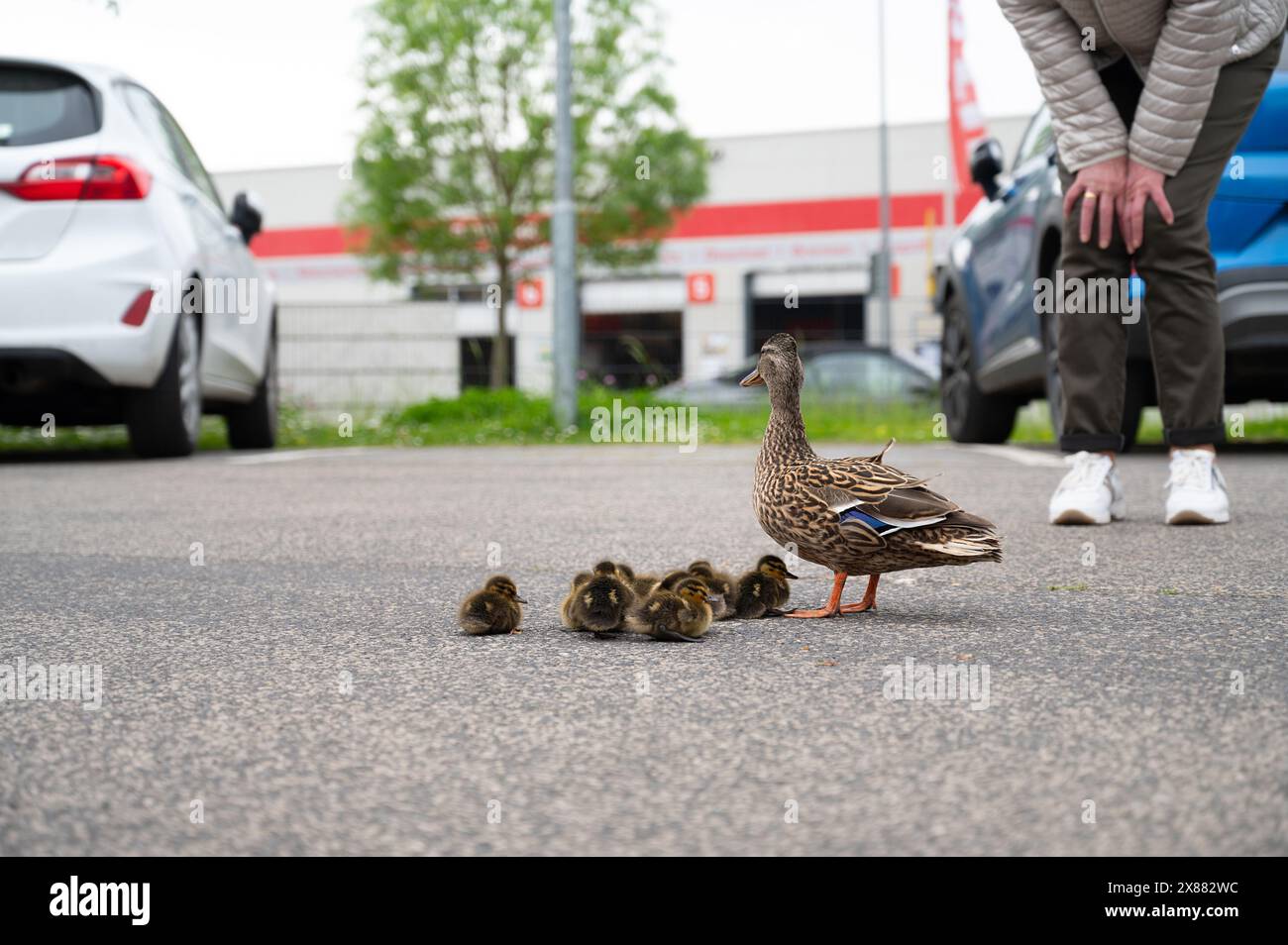 Duck family walking on a city road with cars, people trying to rescue ...