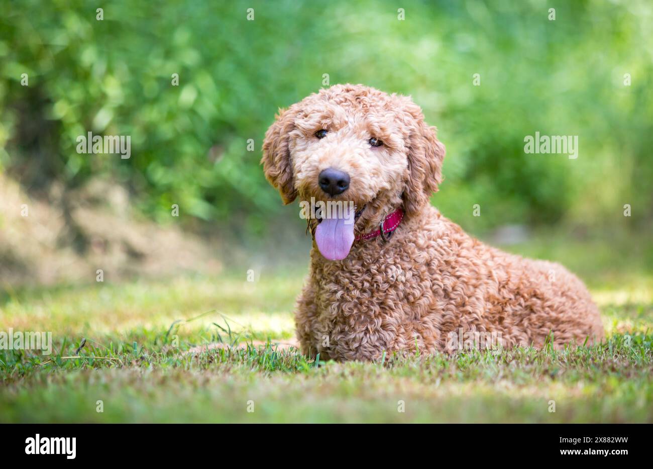 A Golden Retriever x Poodle mixed breed dog, also known as a ...