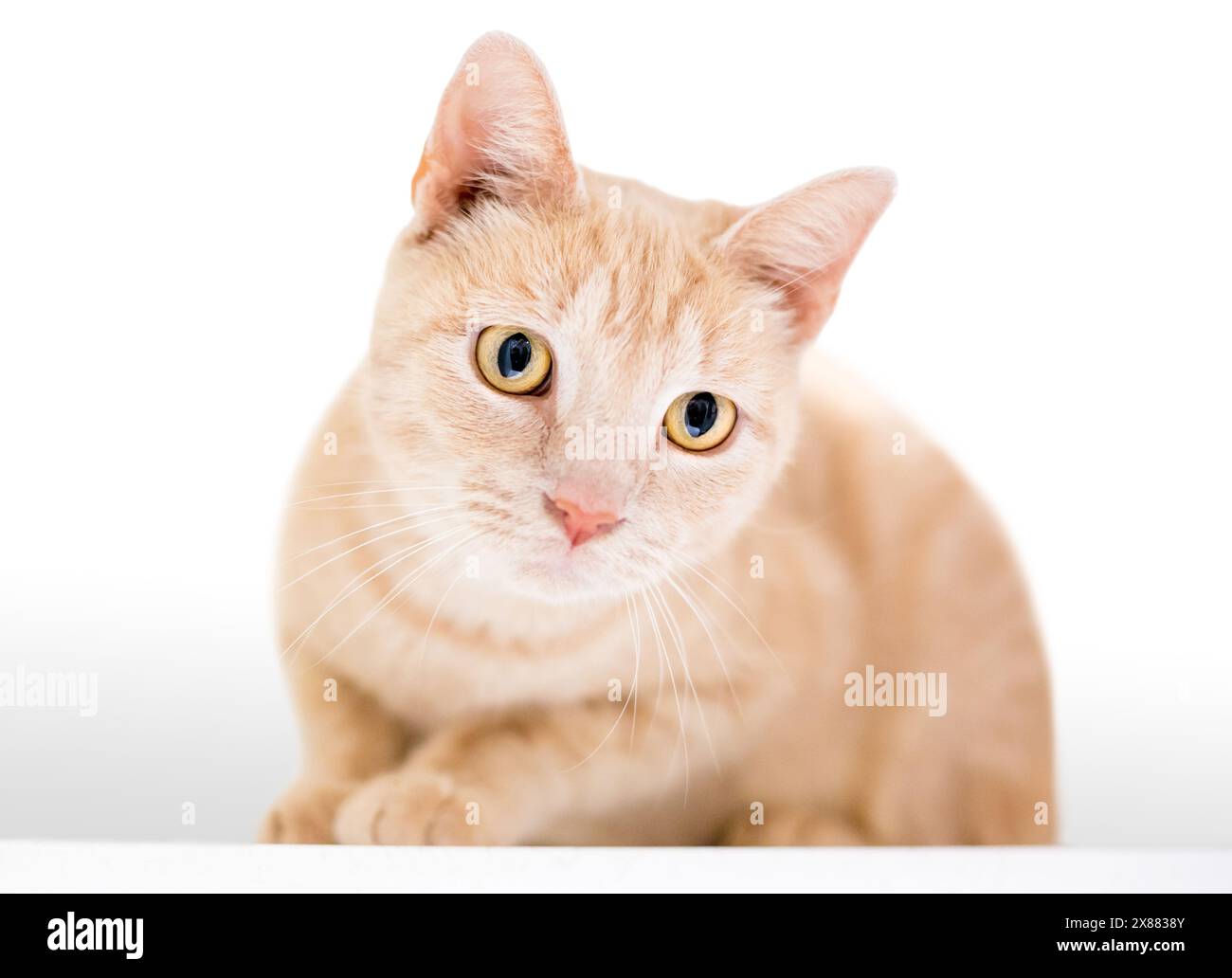Cat body language hi-res stock photography and images - Alamy