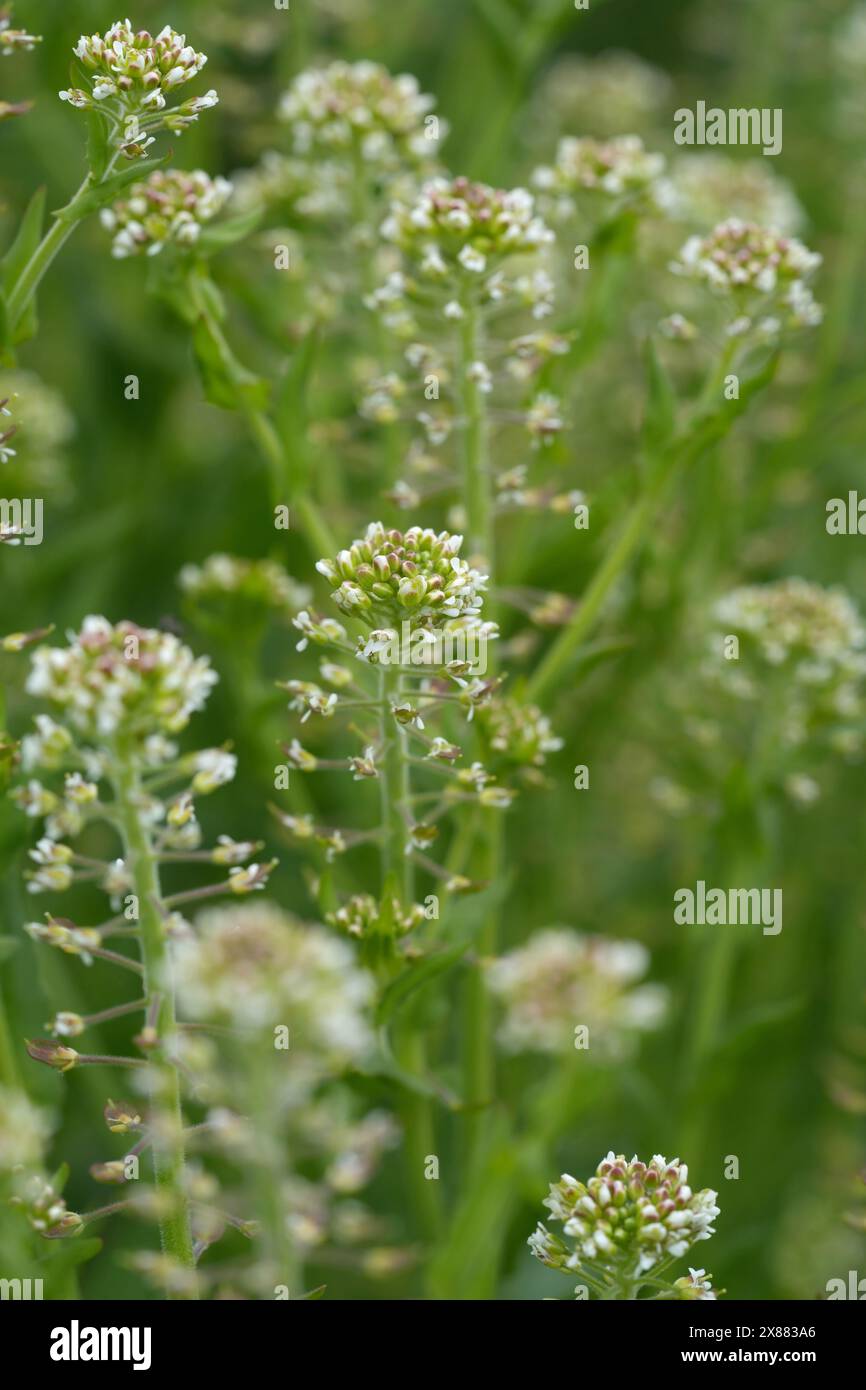 Natural closeup on an aggregation of unopened flowerbuds of field ...
