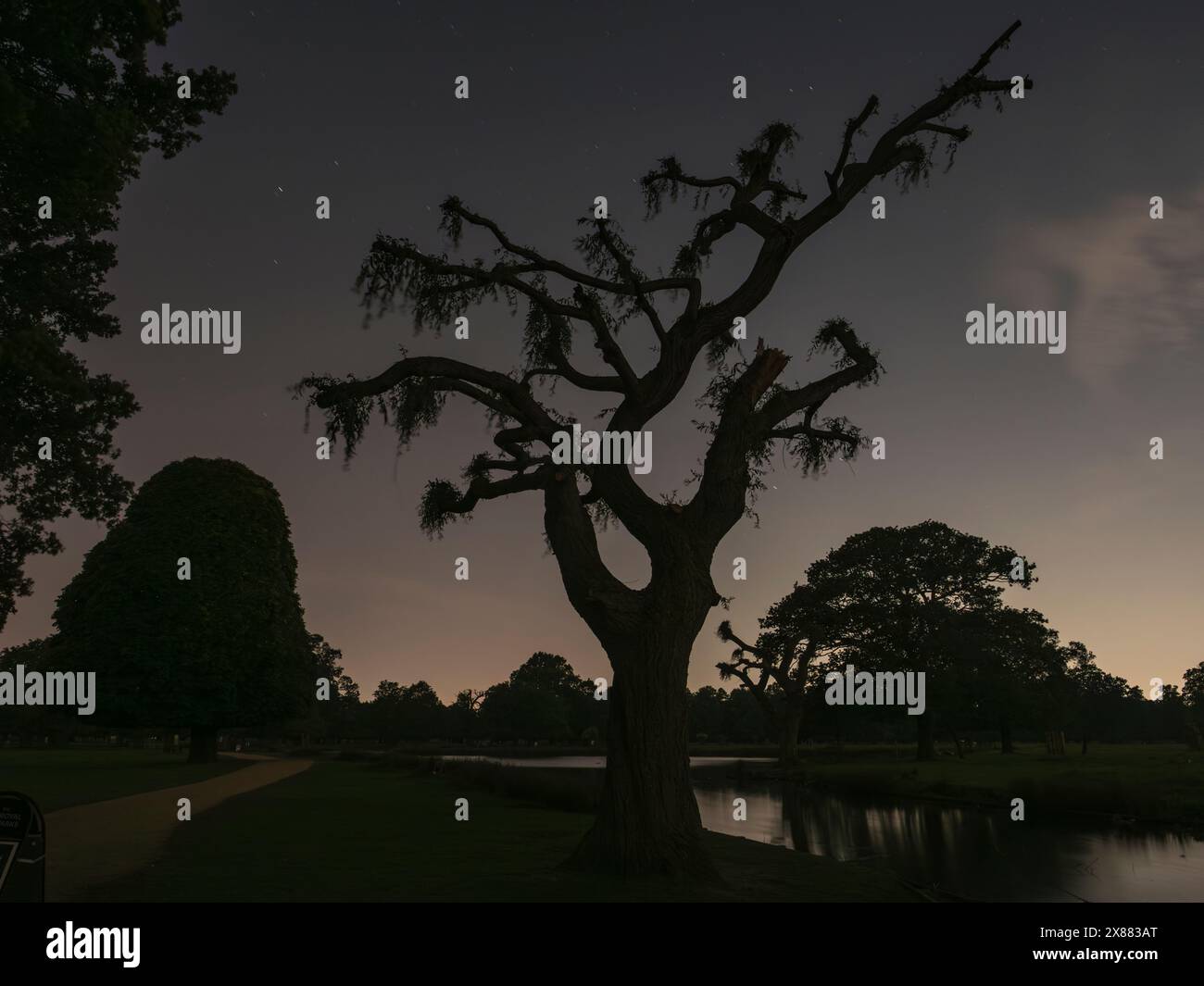 Night time tree hi-res stock photography and images - Alamy