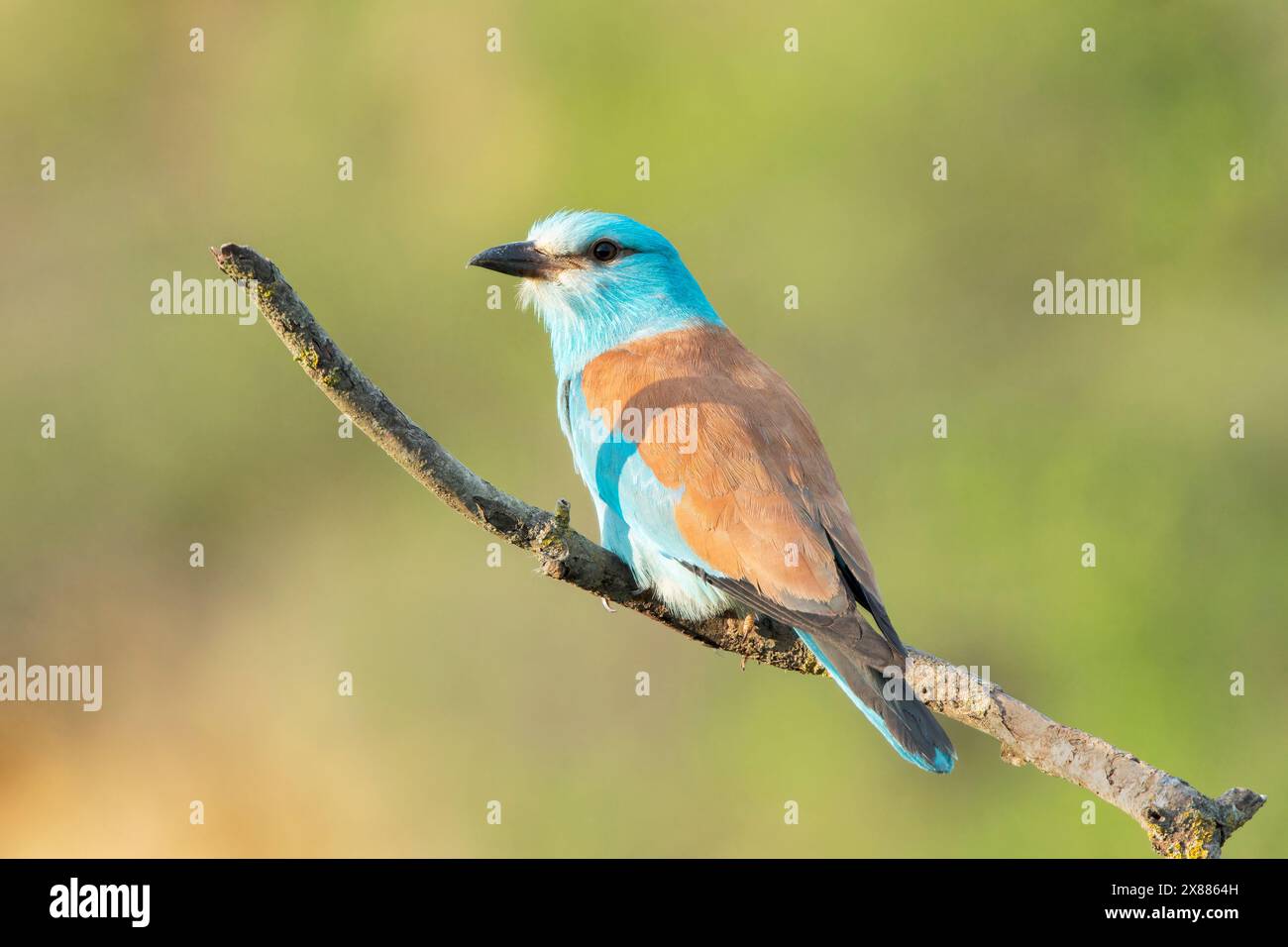 European Roller, Coracias garrulus, single adult peched on branch of ...
