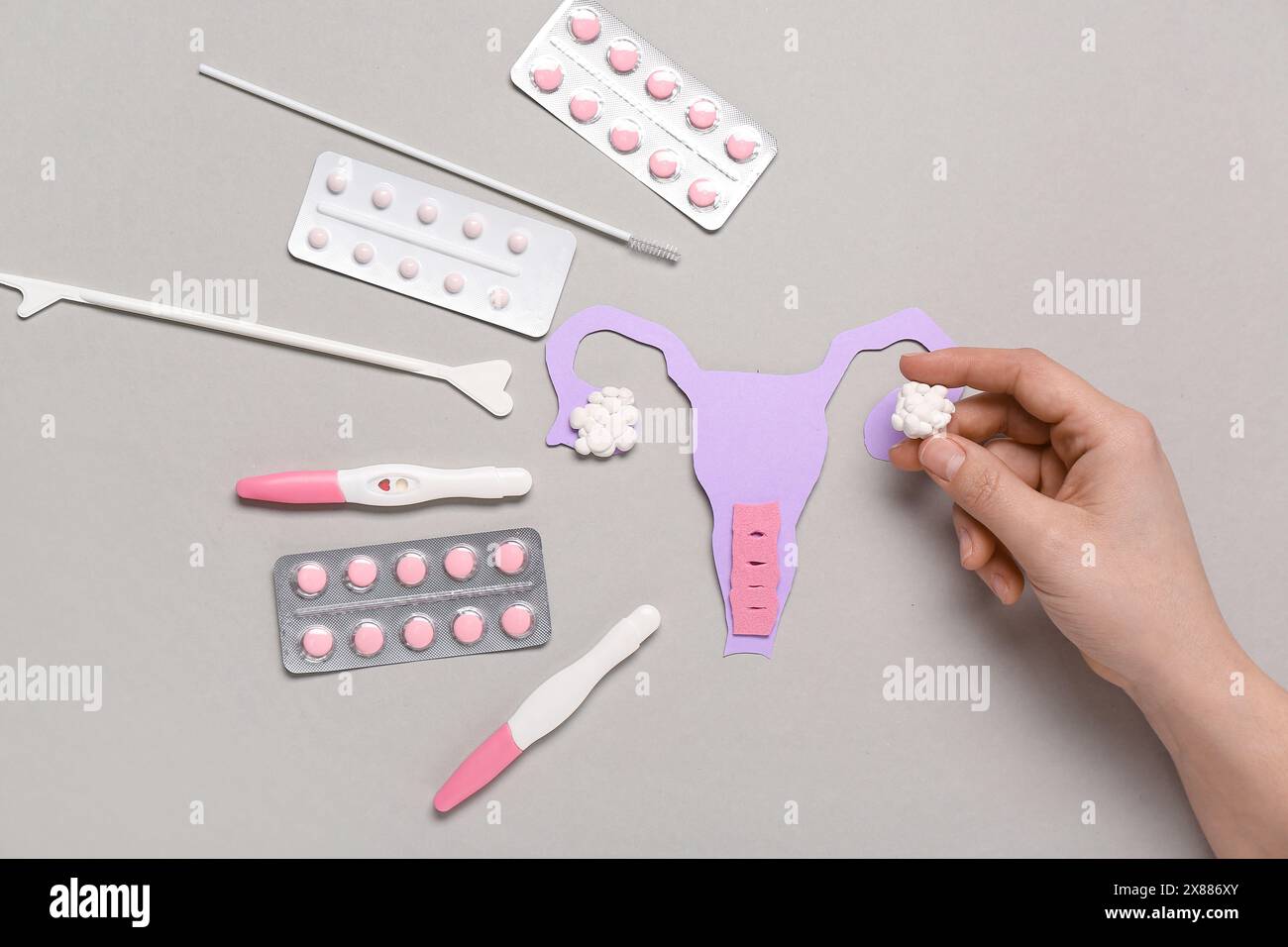 Paper female reproductive system hi-res stock photography and images ...