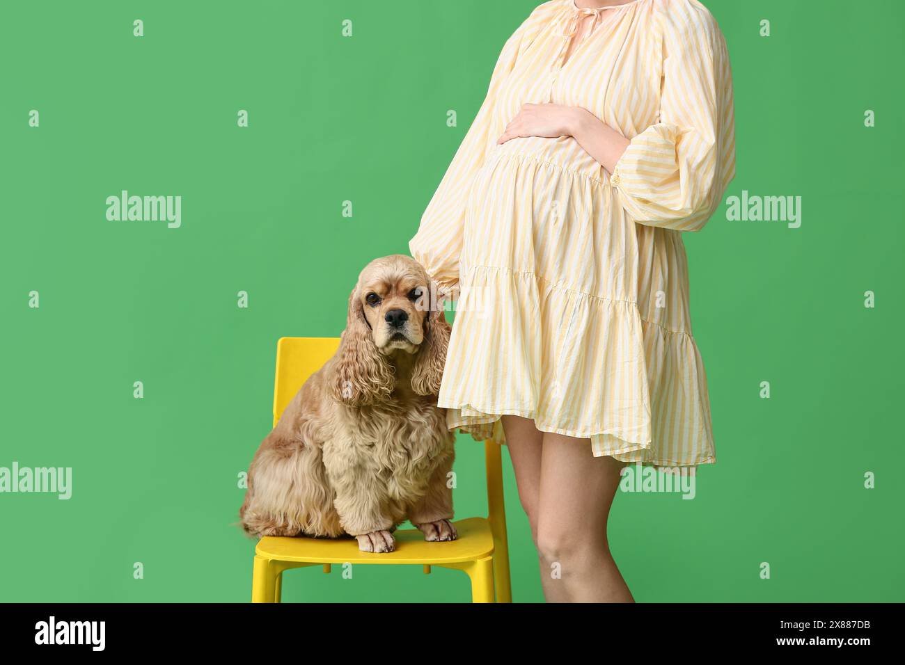 Young pregnant woman and cute Cocker Spaniel dog sitting on chair ...