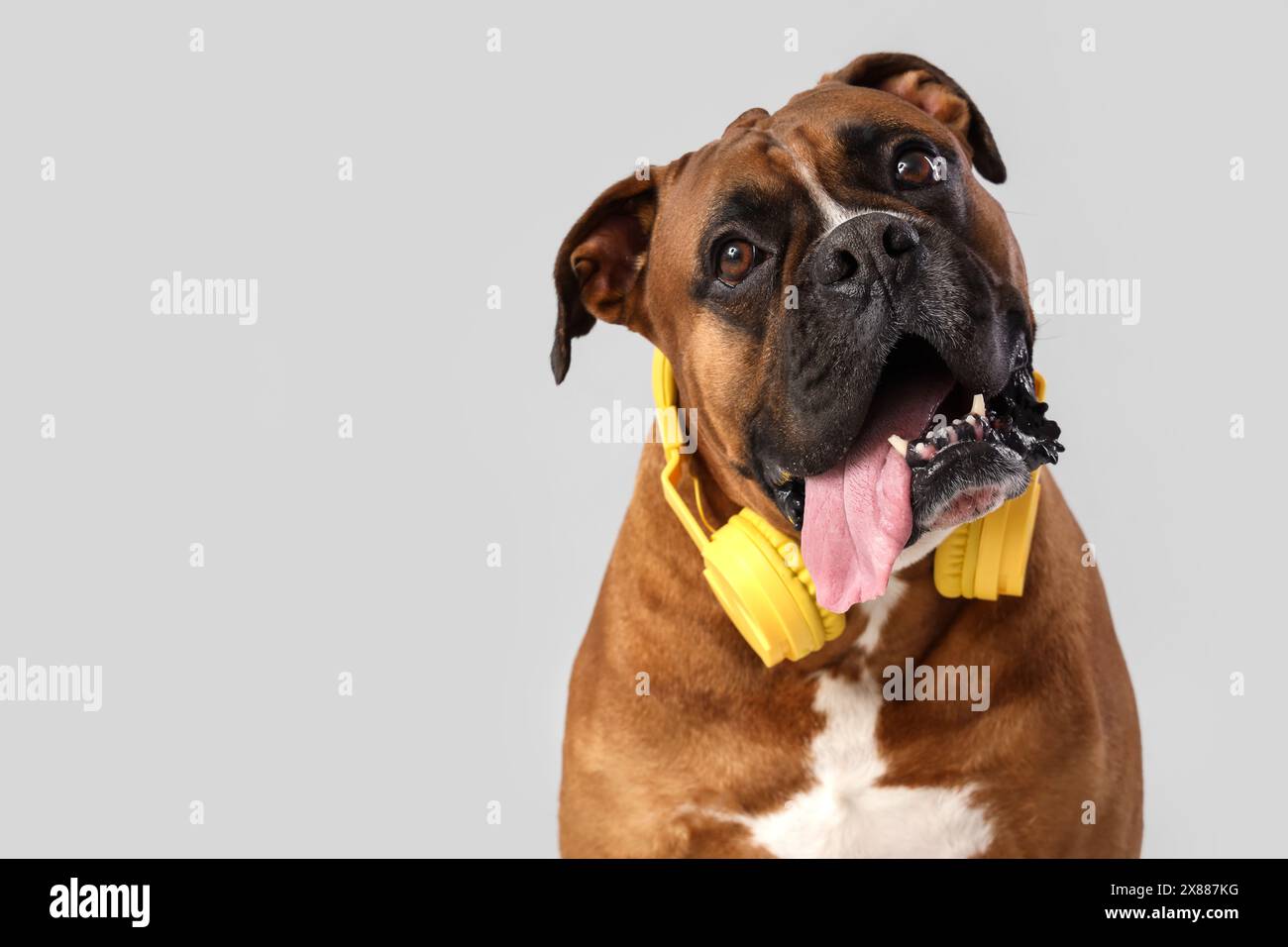 Boxer dog with headphones on light background, closeup Stock Photo - Alamy