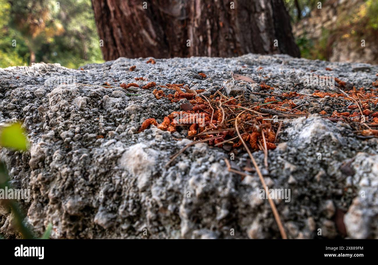 red seeds of pine tree falling to the ground Stock Photo - Alamy