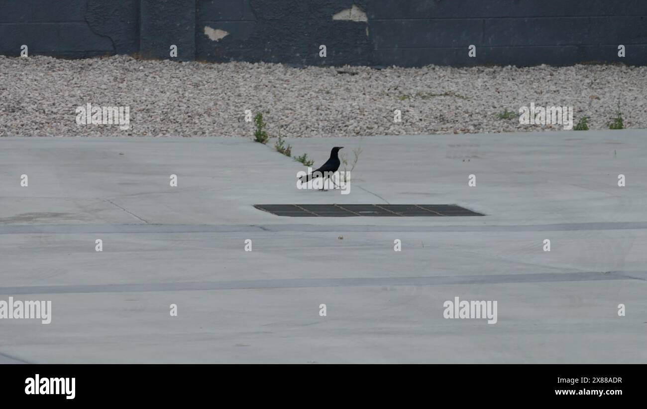 Las Vegas, Nevada, USA 14th May 2024 Bird at Singer Elvis Presley ...