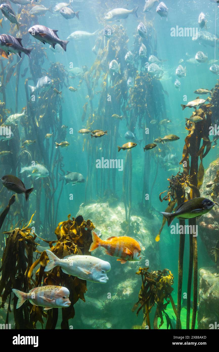 Two beautifully coloured tropical fish Black musselcracker Cymatoceps ...