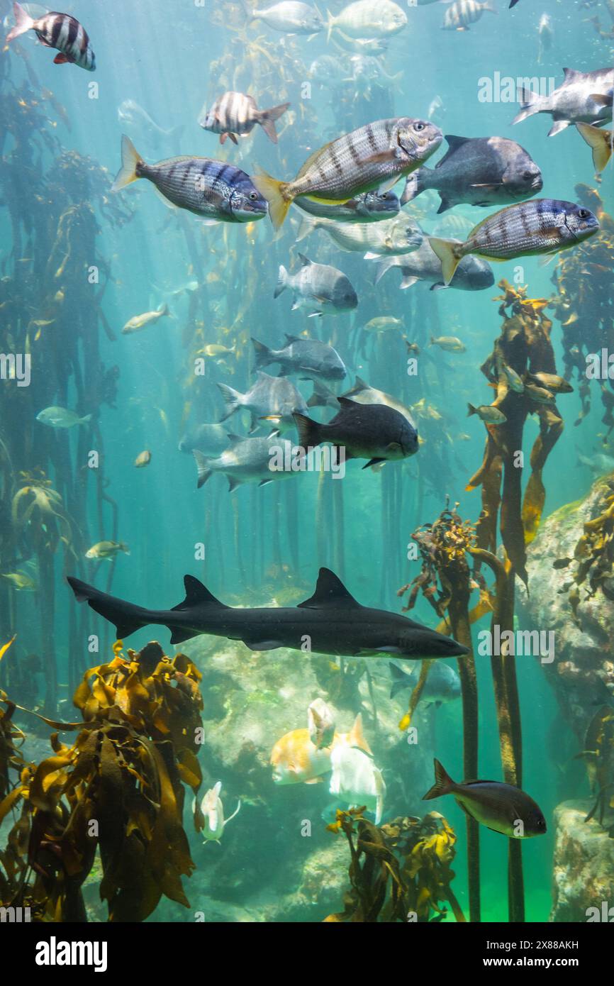 Spotted Gully Shark aka Sharptooth Houndshark among other fish Stock ...