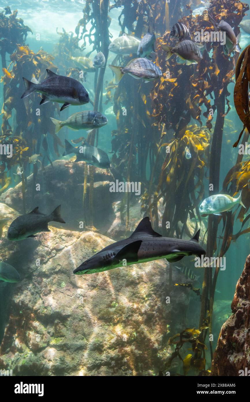 Spotted Gully Shark aka Sharptooth Houndshark among other fish Stock ...