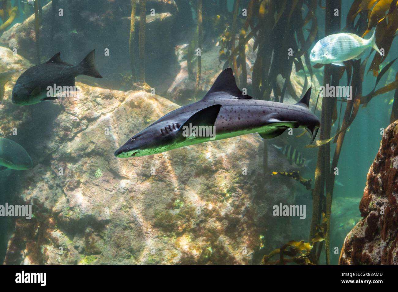 Spotted Gully Shark aka Sharptooth Houndshark among other fish Stock ...