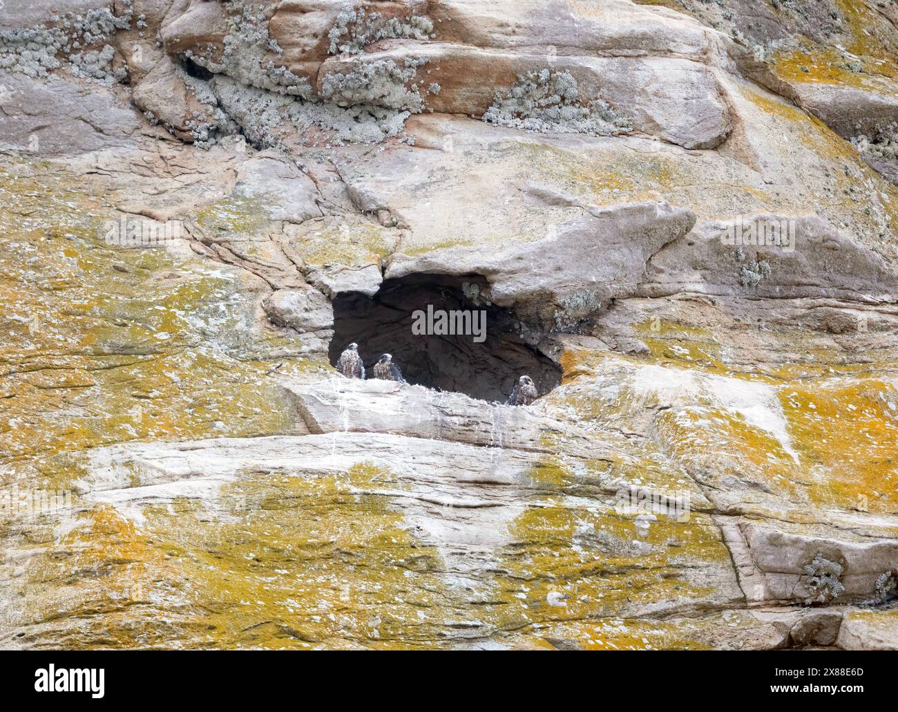 Three Peregrine Falcon Chicks in Morro Rock Nest Stock Photo - Alamy
