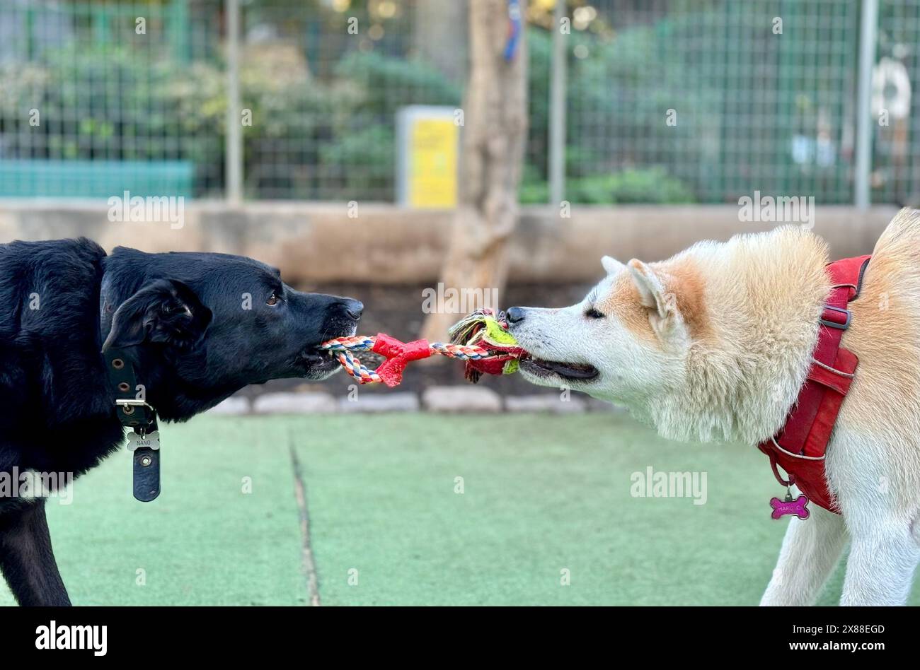 Akita inu dog pulling from a rope with other dog while playing in the ...