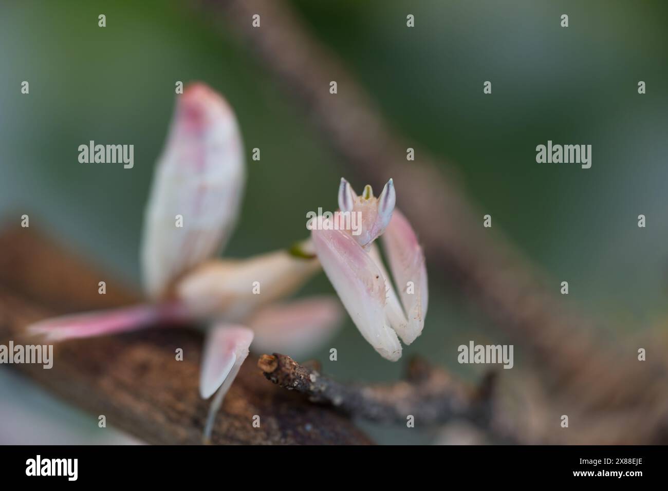 The beautiful praying mantis on macro photography. selective focus ...
