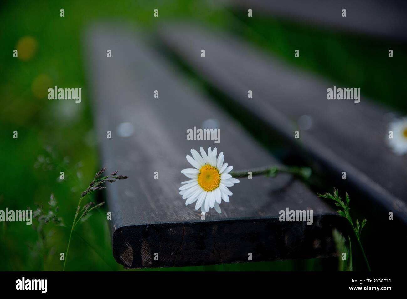 Daisy flower with park bench in spring Stock Photo - Alamy