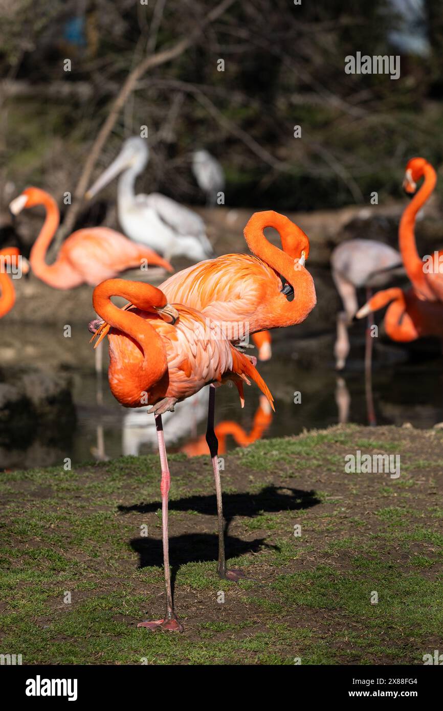 beautiful flamingos with their pink plumage, yellow eyes and black ...