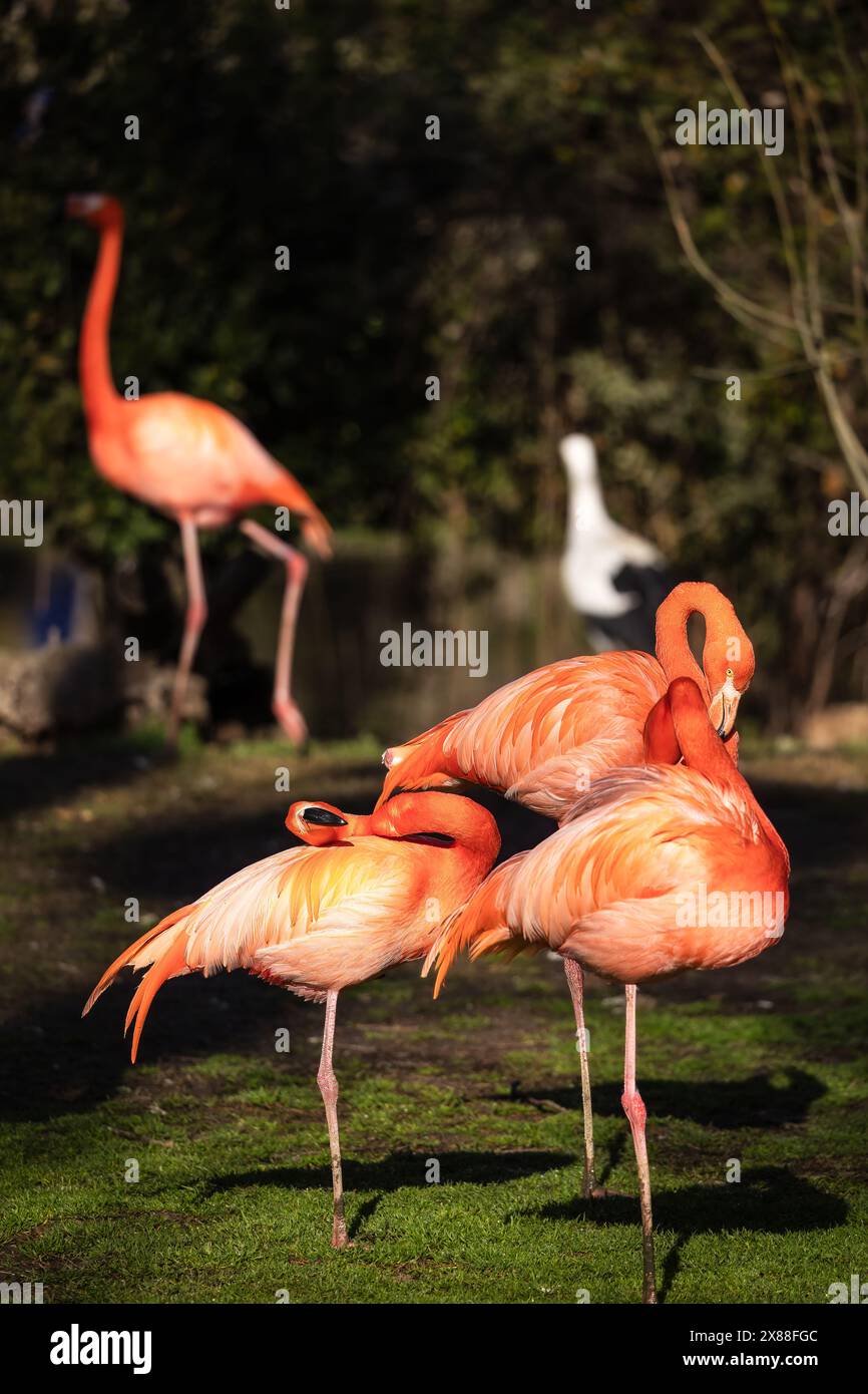 beautiful flamingos with their pink plumage, yellow eyes and black ...