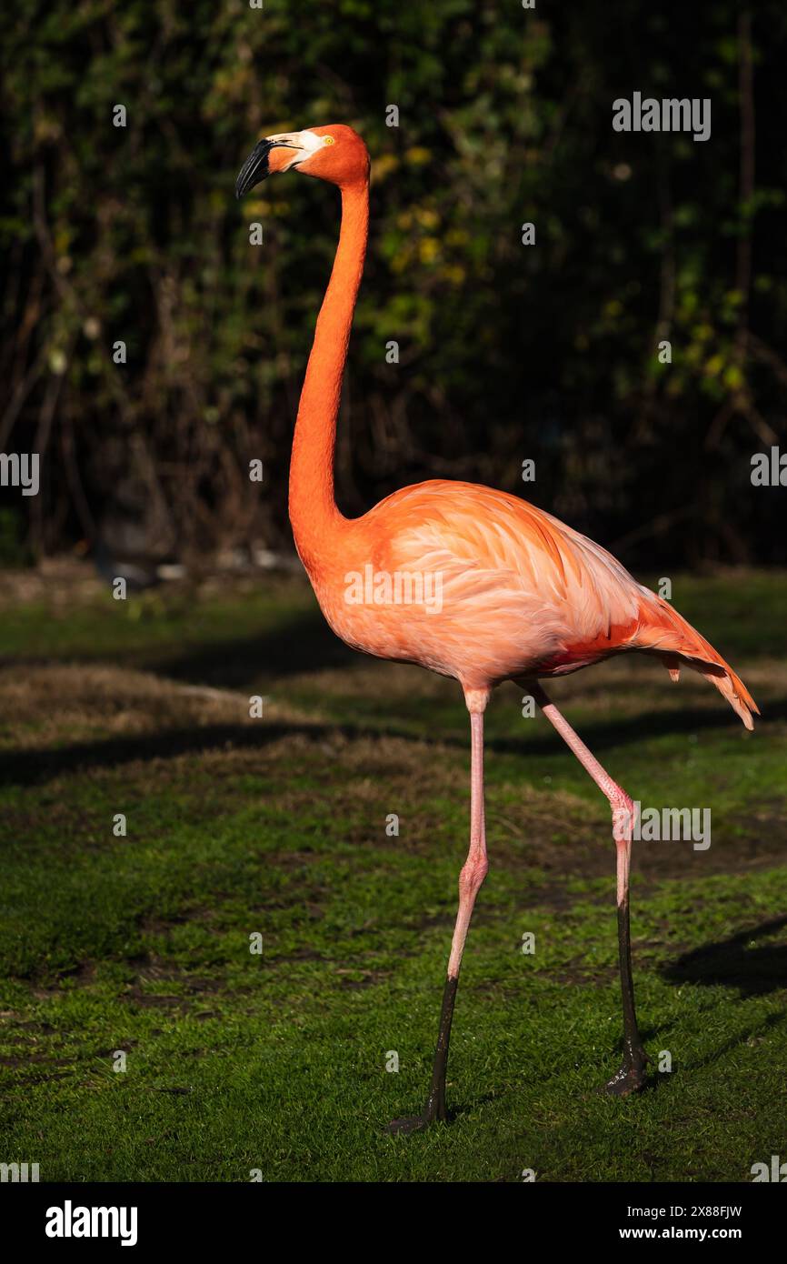 beautiful flamingos with their pink plumage, yellow eyes and black ...