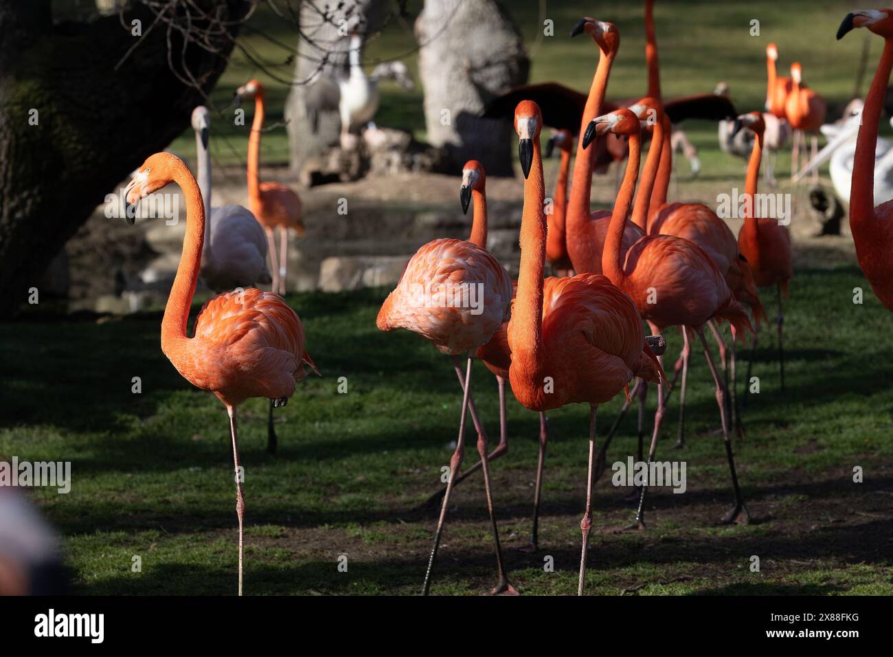 beautiful flamingos with their pink plumage, yellow eyes and black ...