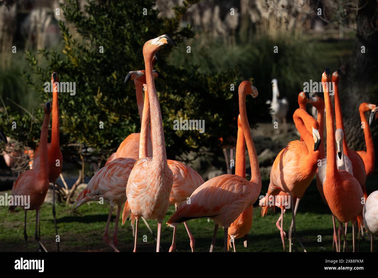 beautiful flamingos with their pink plumage, yellow eyes and black ...