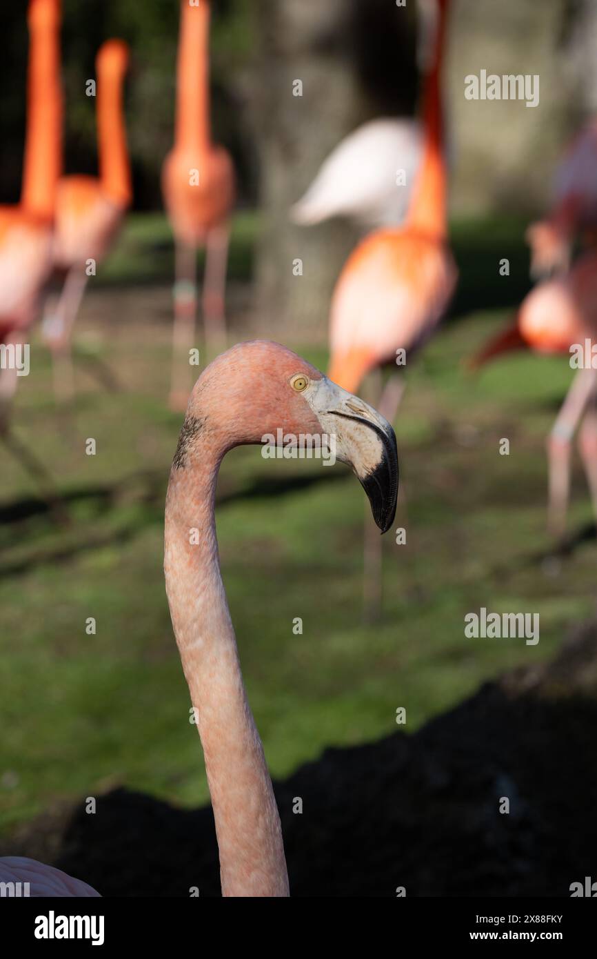 beautiful flamingos with their pink plumage, yellow eyes and black ...