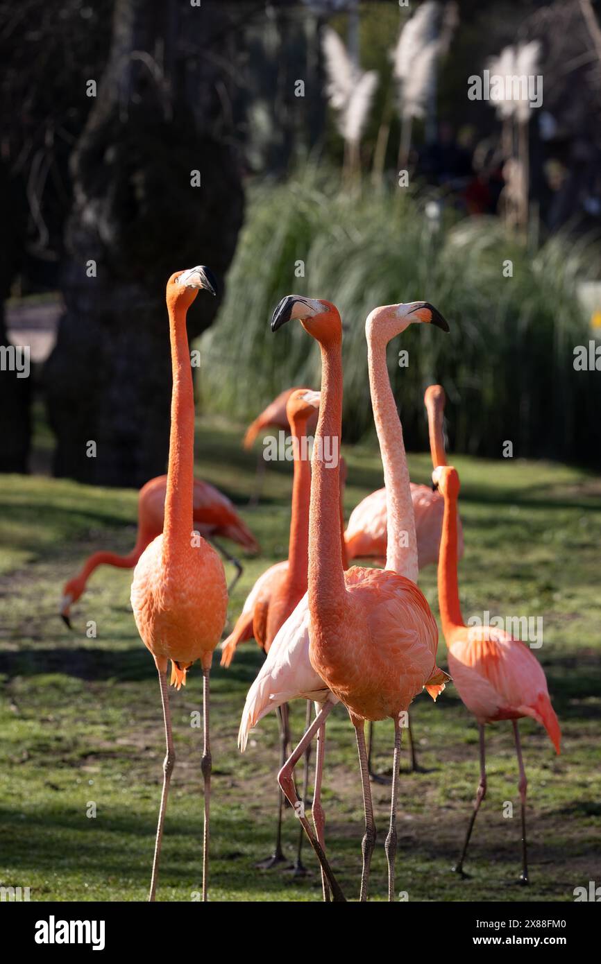 beautiful flamingos with their pink plumage, yellow eyes and black ...
