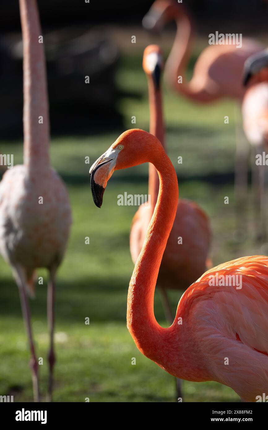 beautiful flamingos with their pink plumage, yellow eyes and black ...