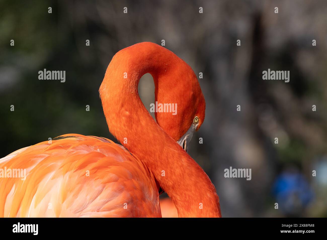close-up of a flamingo showing its pink plumage, yellow eye and black ...