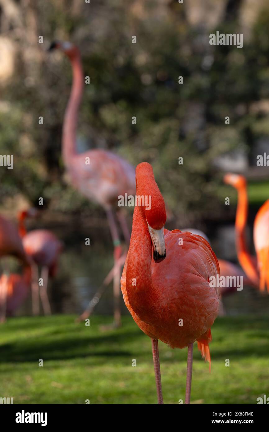 beautiful flamingos with their pink plumage, yellow eyes and black ...