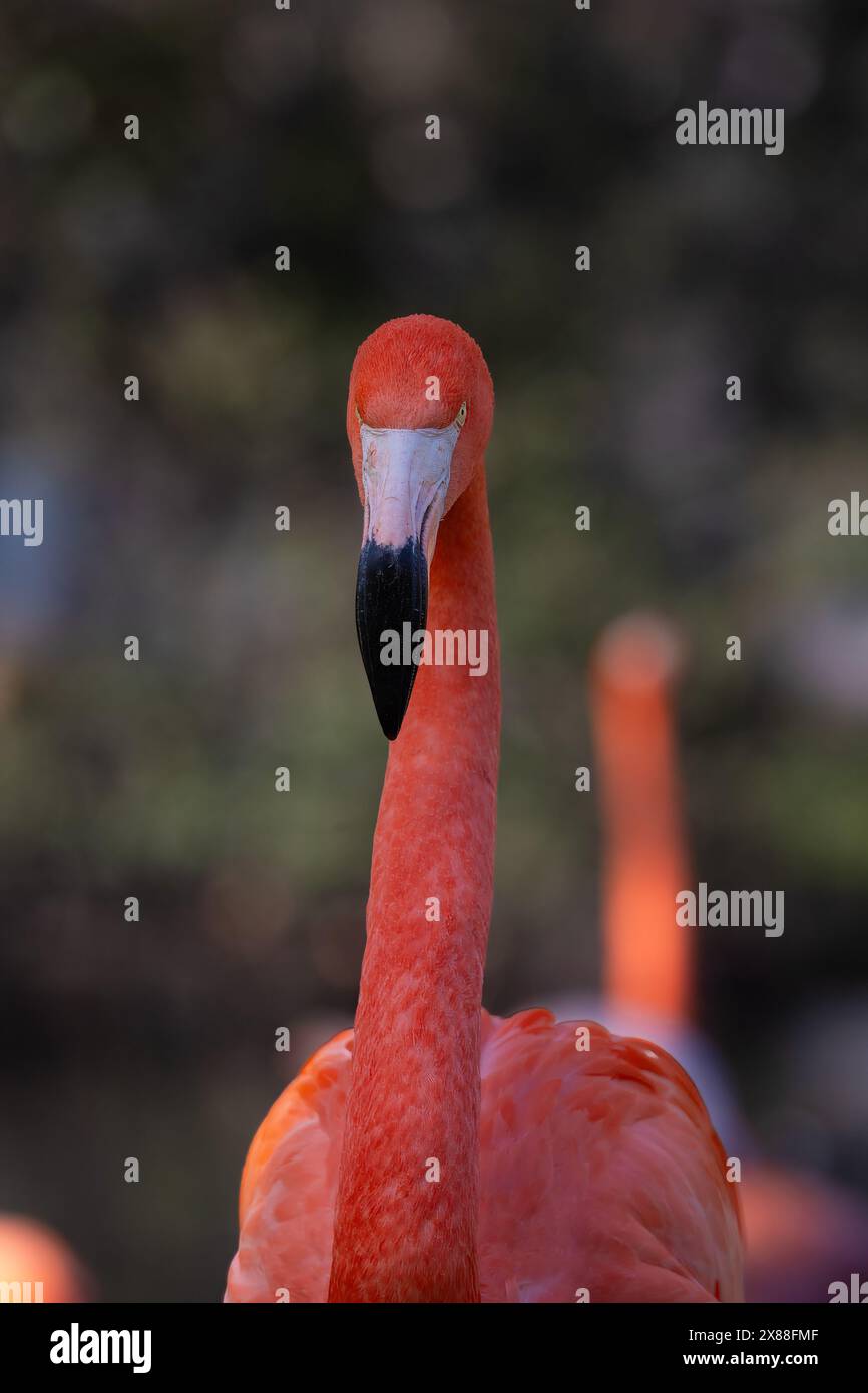 close-up of a flamingo showing its pink plumage, yellow eye and black ...