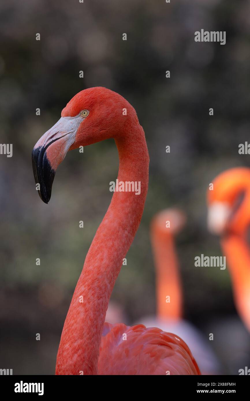 close-up of a flamingo showing its pink plumage, yellow eye and black ...