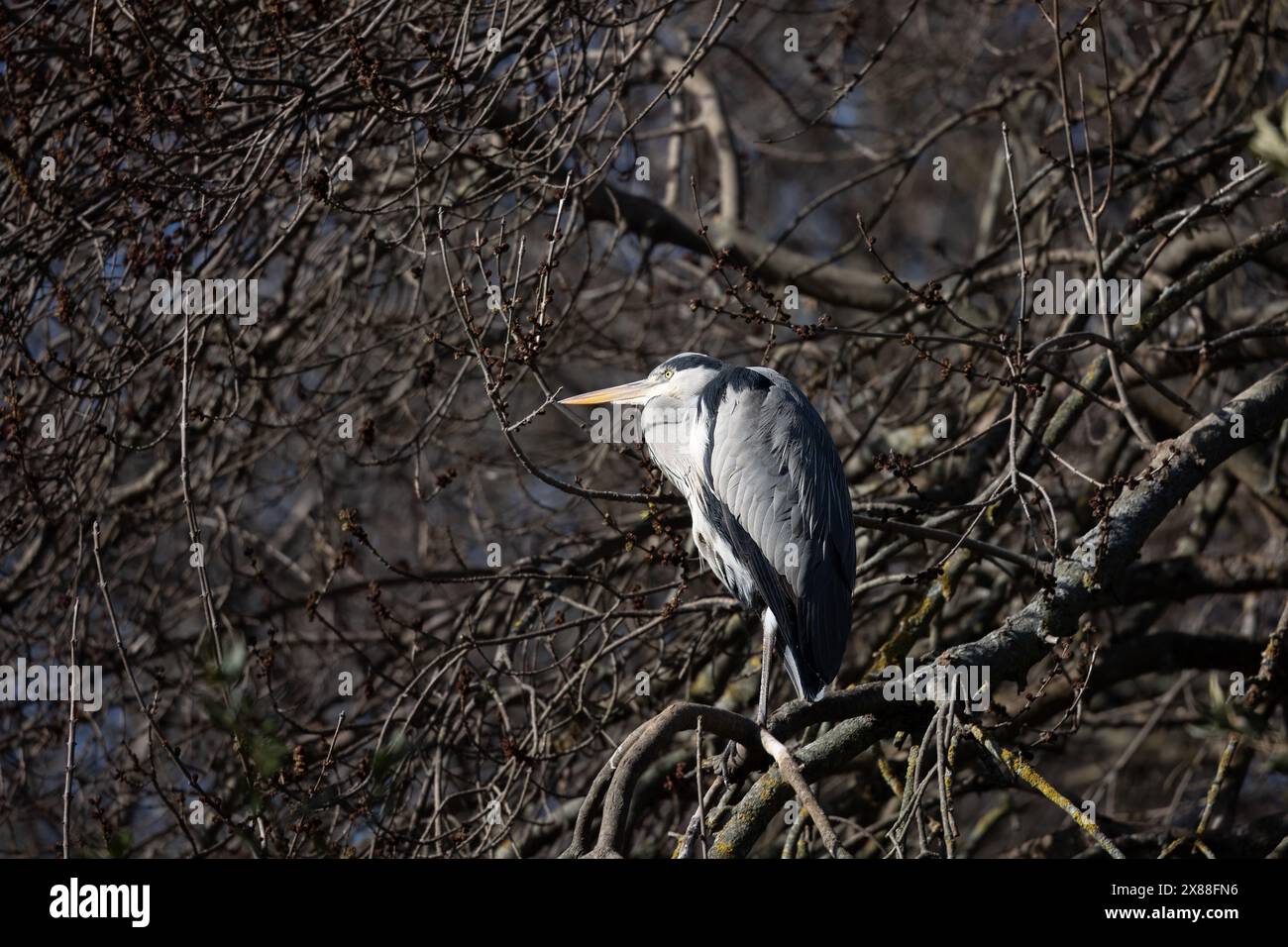 beautiful heron on the shore of the lake on a tree branch looking at ...