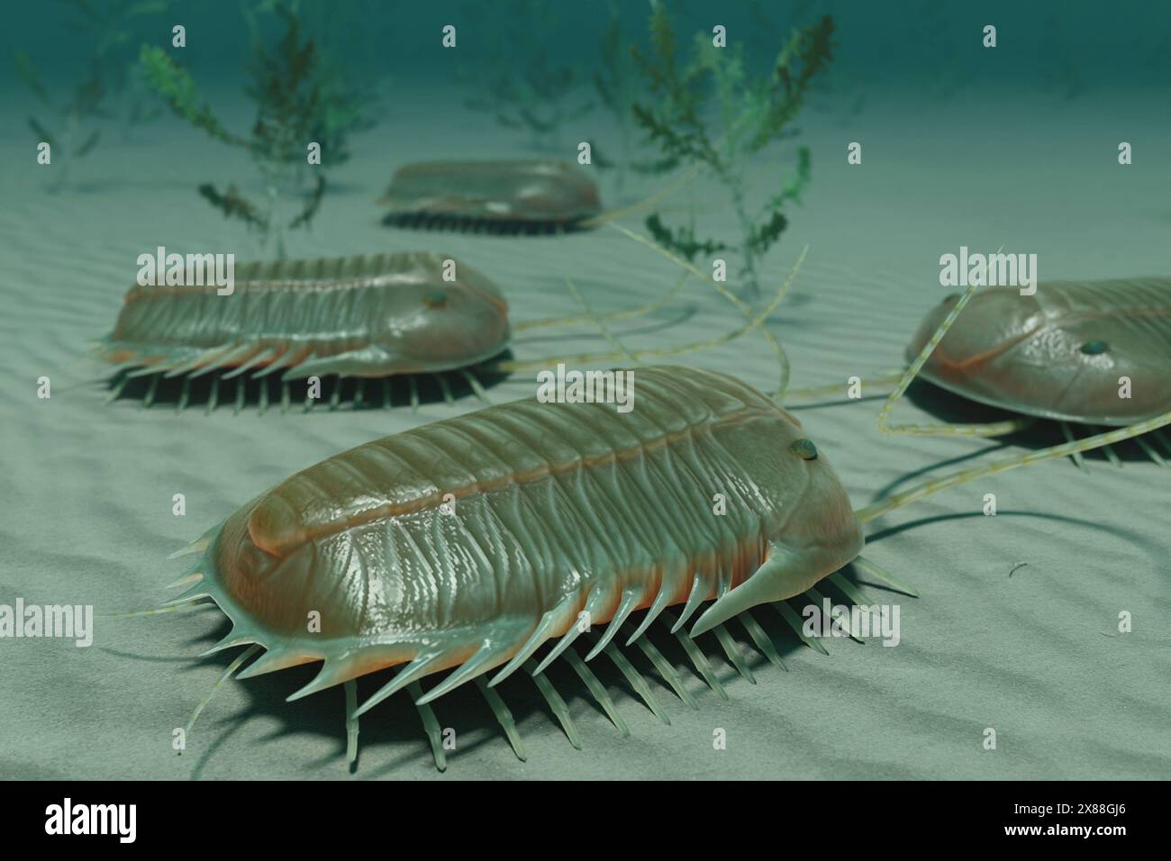 Cambrian period illustration hi-res stock photography and images - Alamy