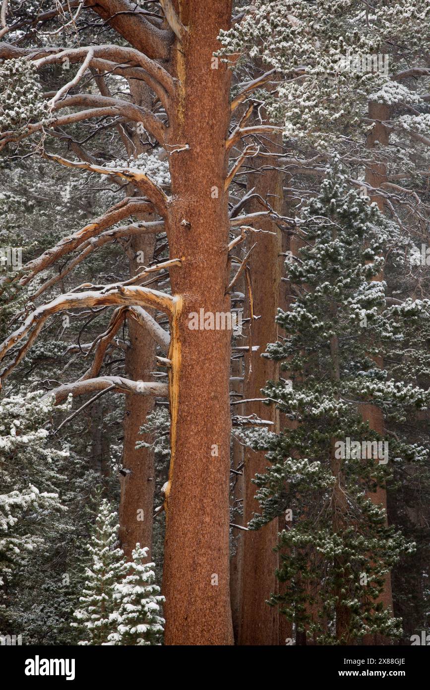 Pine trees with snow, Toiyabe National Forest, California, USA Stock ...