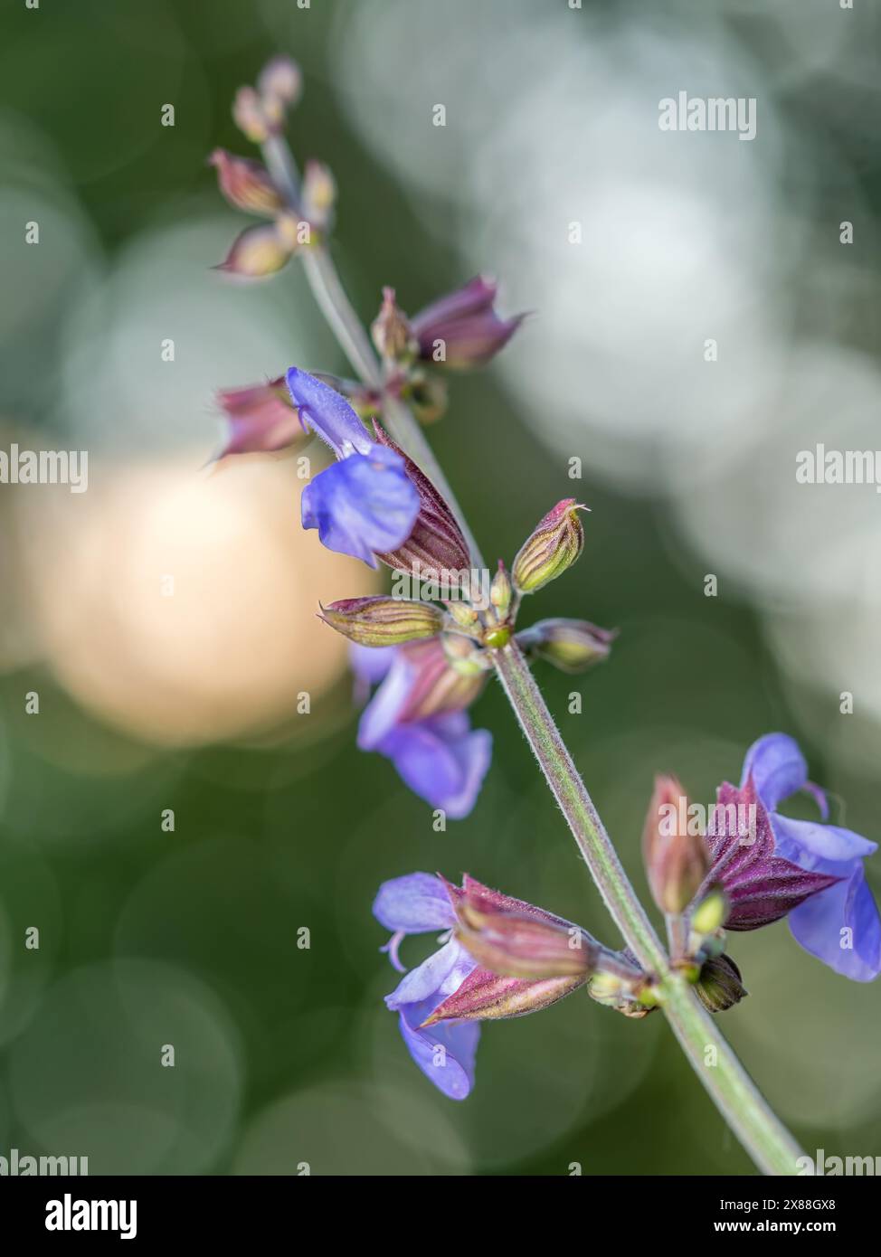 A cluster of of Common sage flowers in blossom Stock Photo - Alamy