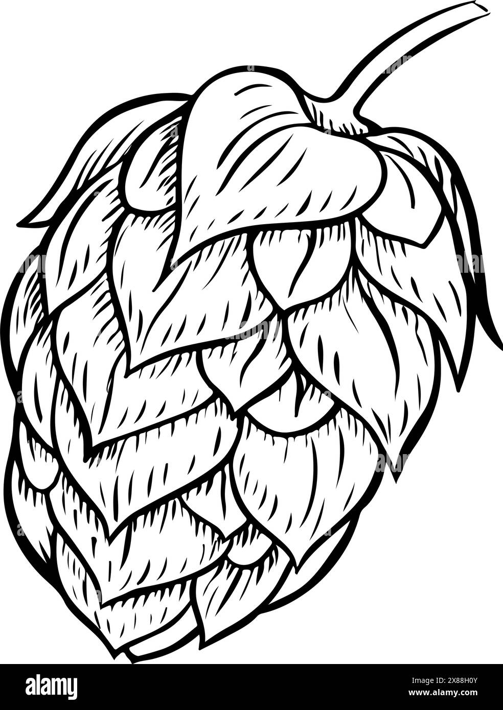 Cone of hop. A vector black-and-white hand-drawn illustration ...
