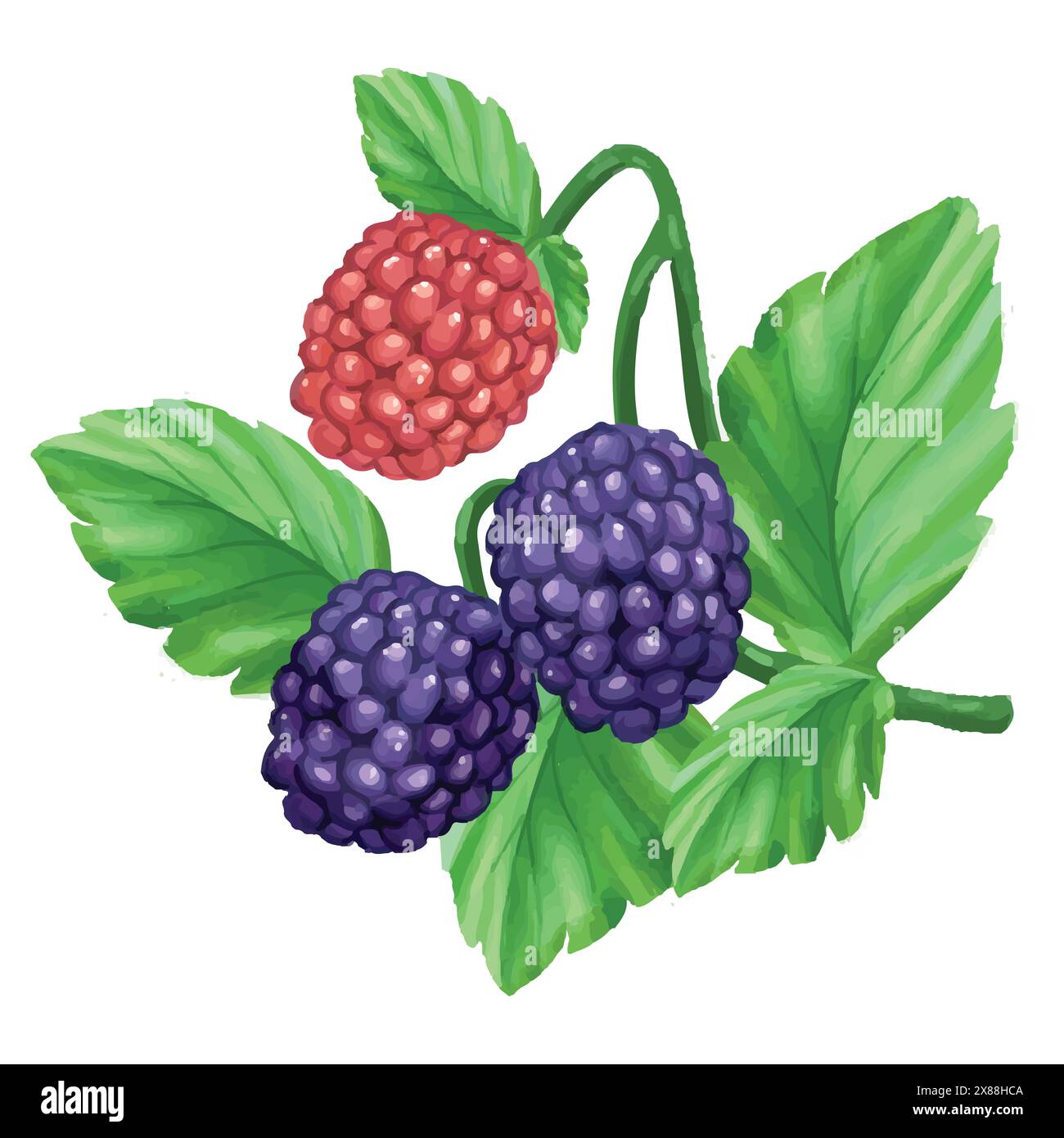Fruit fresh fruit Stock Vector Images - Alamy