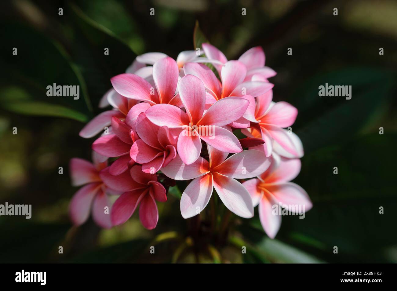 Pink Plumeria blossoms; Maui, Hawaii Stock Photo - Alamy