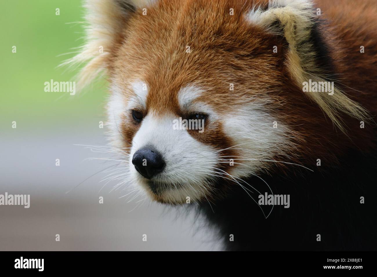 Close-up of a red panda's face with a blurred green background Stock ...