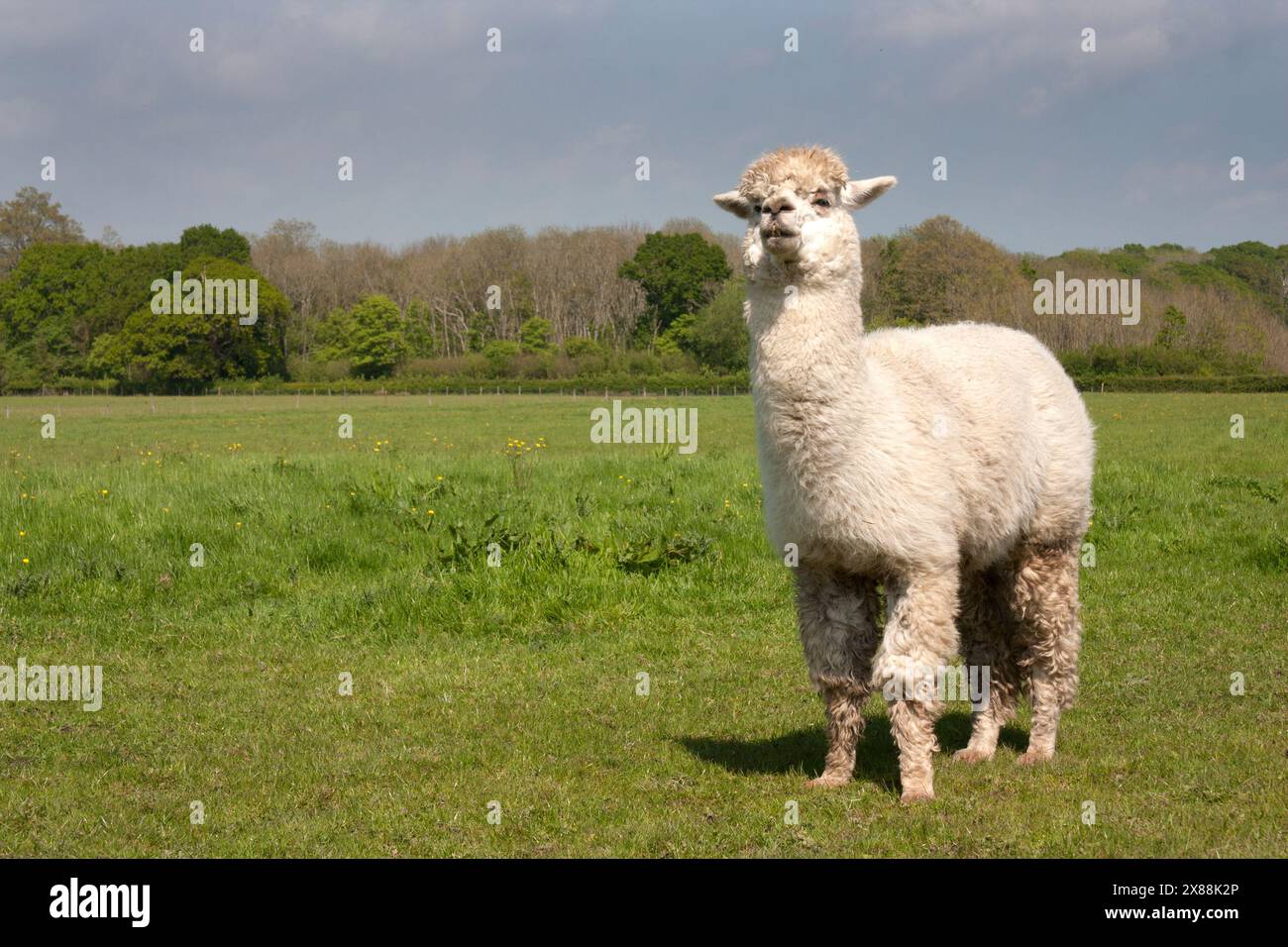 Peruvian alpacas on british farm, England Stock Photo - Alamy
