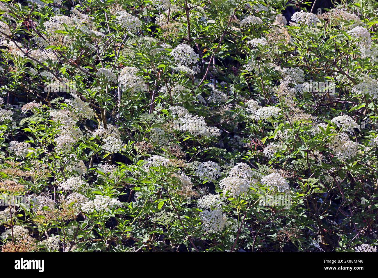 Beerensträucher in der Natur Die Blüte des schwarzen Holunder am Ende ...