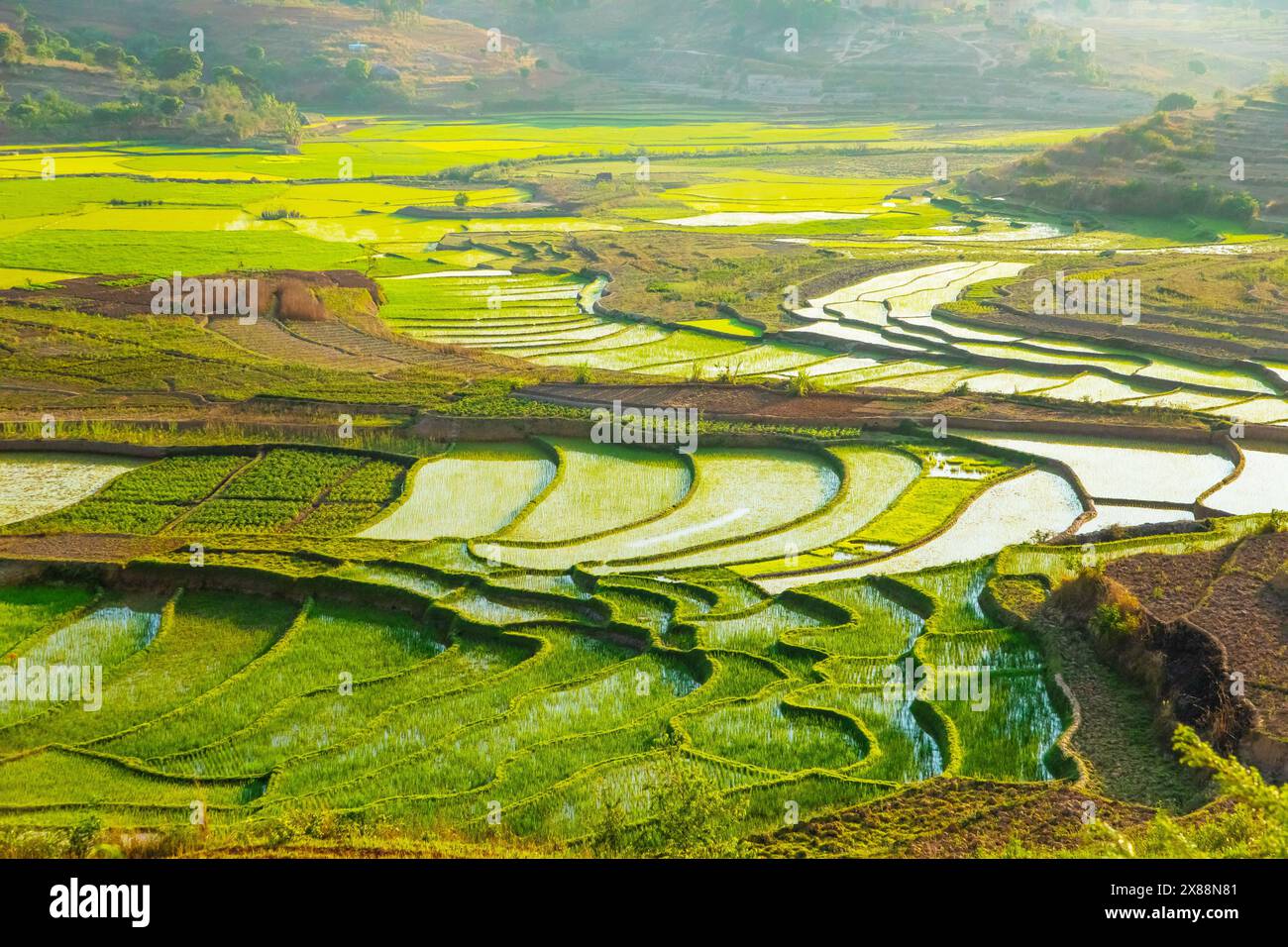 rice terrasses fields in Madagascar in early spring. Small light green ...