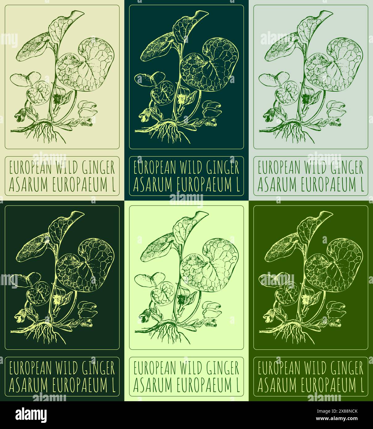 Set of vector drawing EUROPEAN WILD GINGER in various colors. The Latin ...