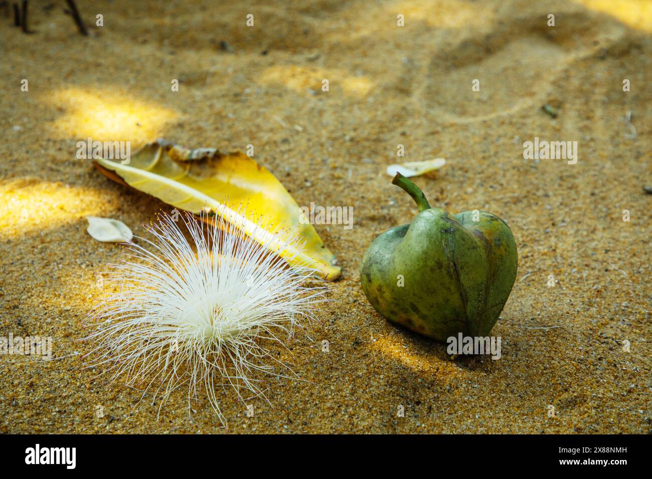 Poison tree hi-res stock photography and images - Alamy
